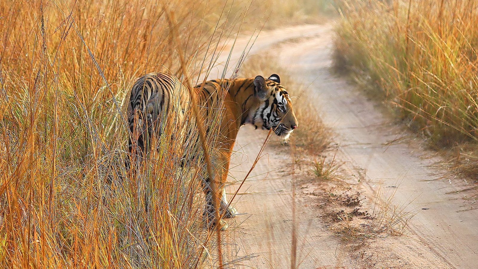 Wildlife in Maharashtra - Wild Safaris